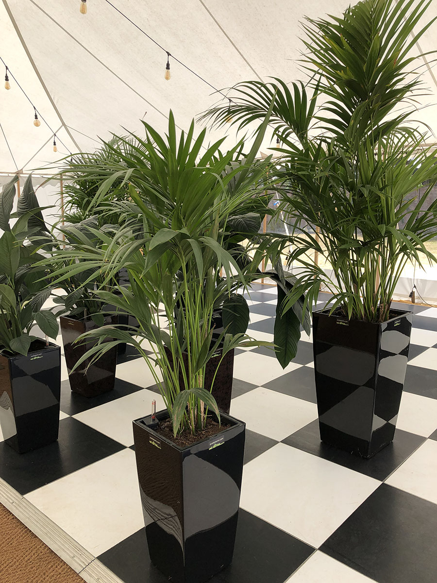 Posh Plants - The Event Company EA Ltd